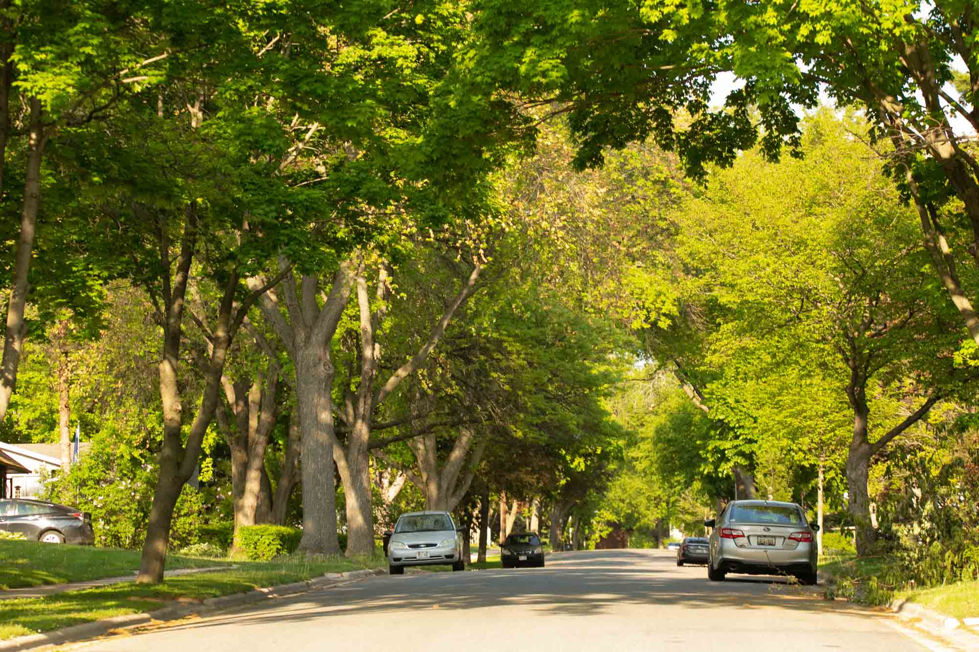 New Web Tool Aims to Help Preserve and Expand Dane County’s Tree Canopy ...
